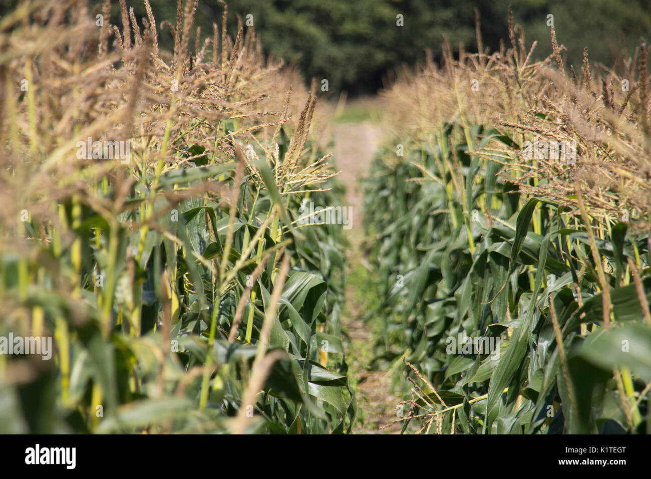 Pick corn hi-res stock photography and images - Alamy