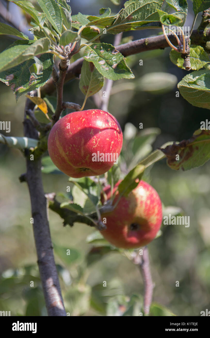 Pick your own apples hi-res stock photography and images - Alamy