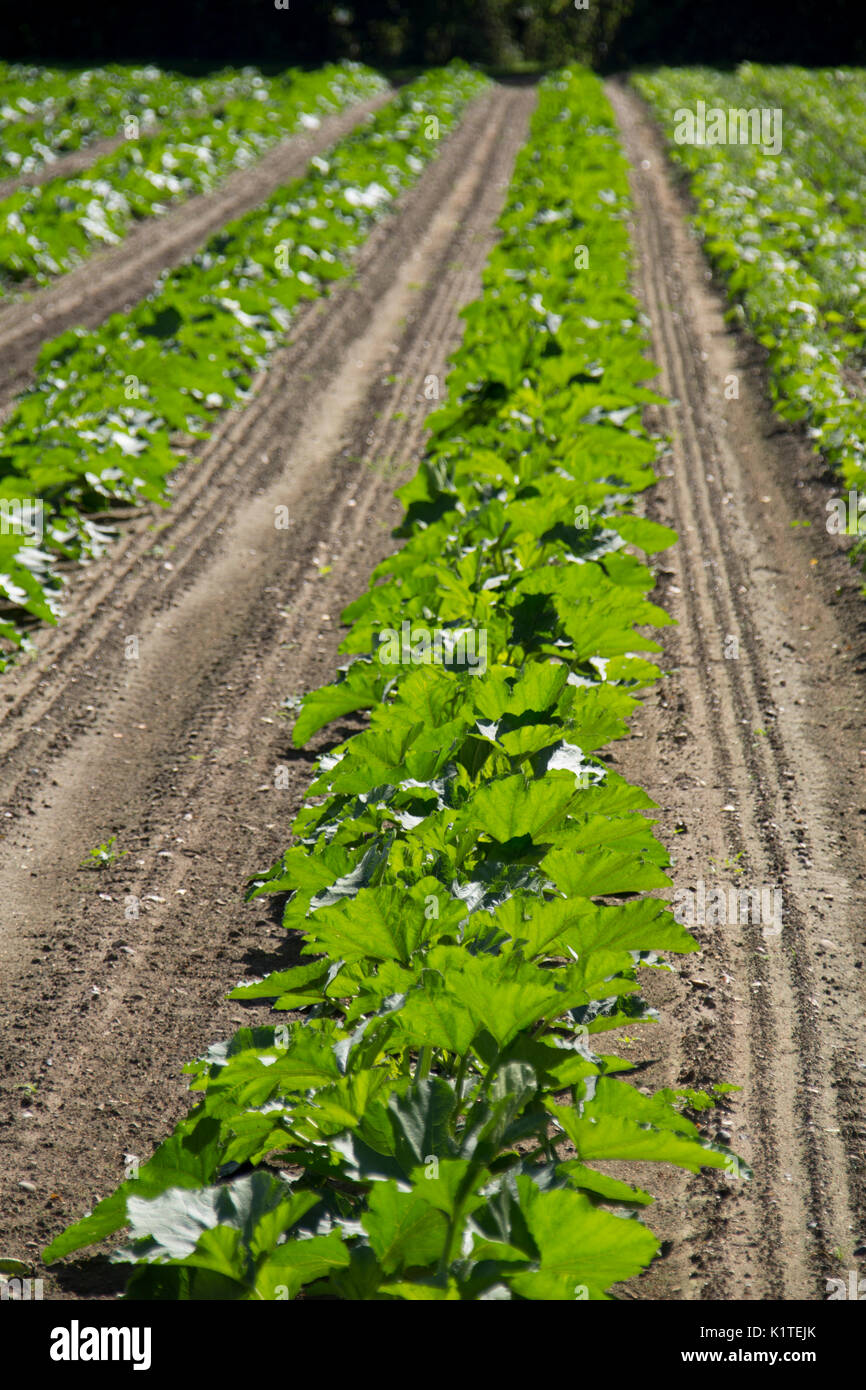 Four Field Crop Rotation