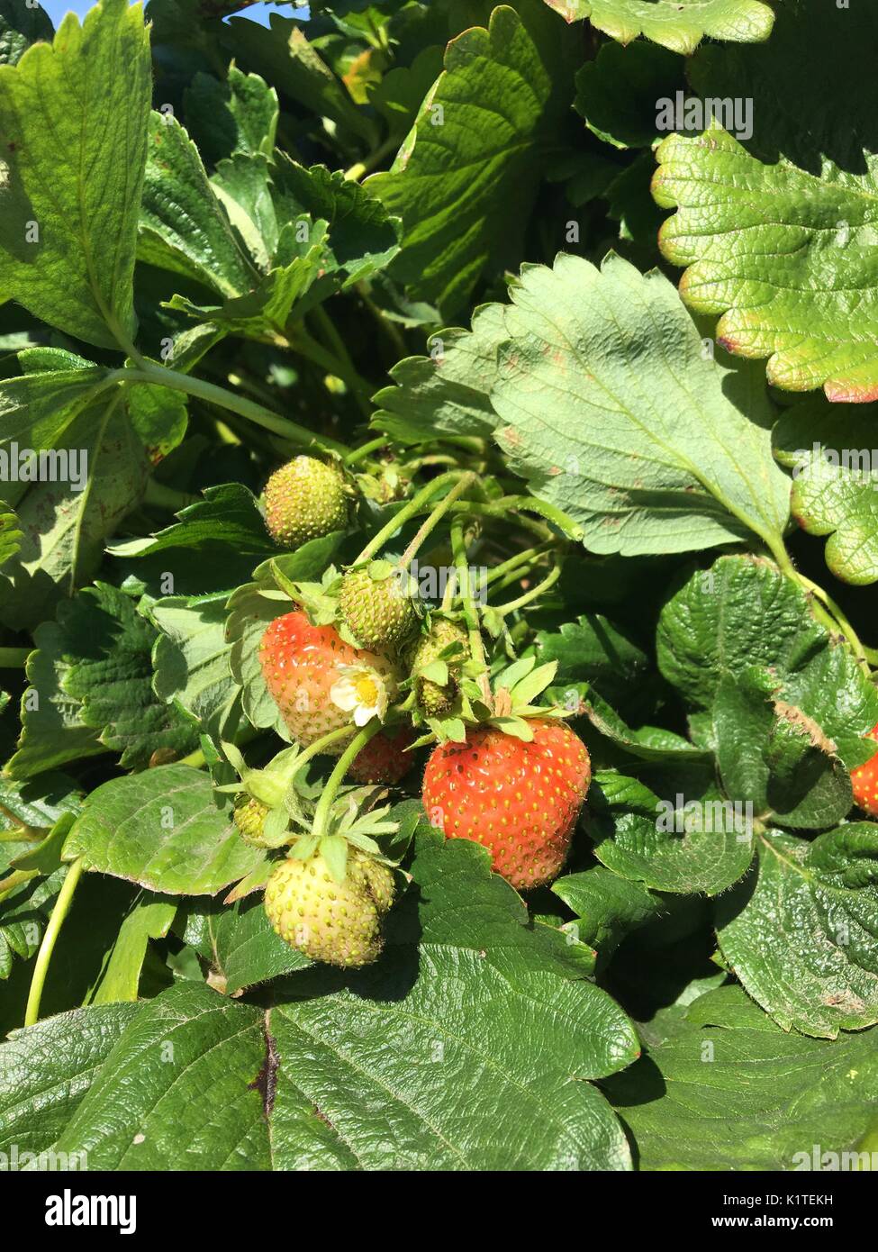 Organic strawberry plant hi-res stock photography and images - Alamy