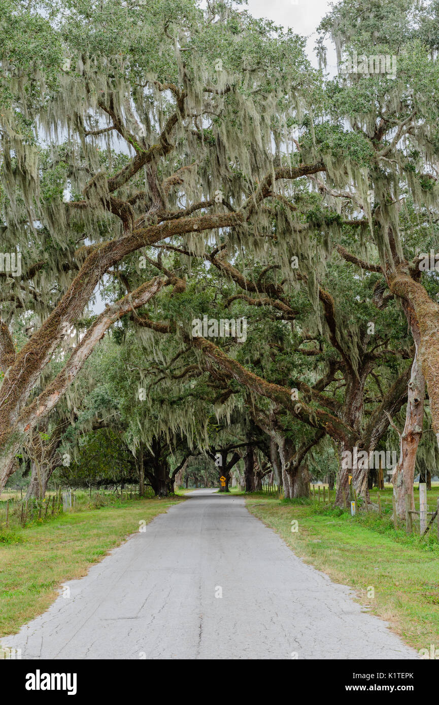 Small country lane or road lined with towering live oak trees in rural ...