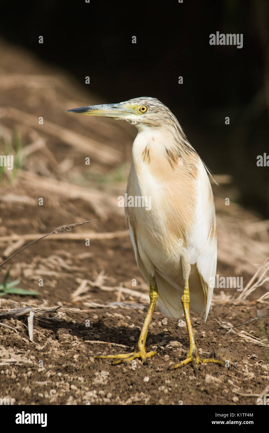Birds of spain hi-res stock photography and images - Alamy