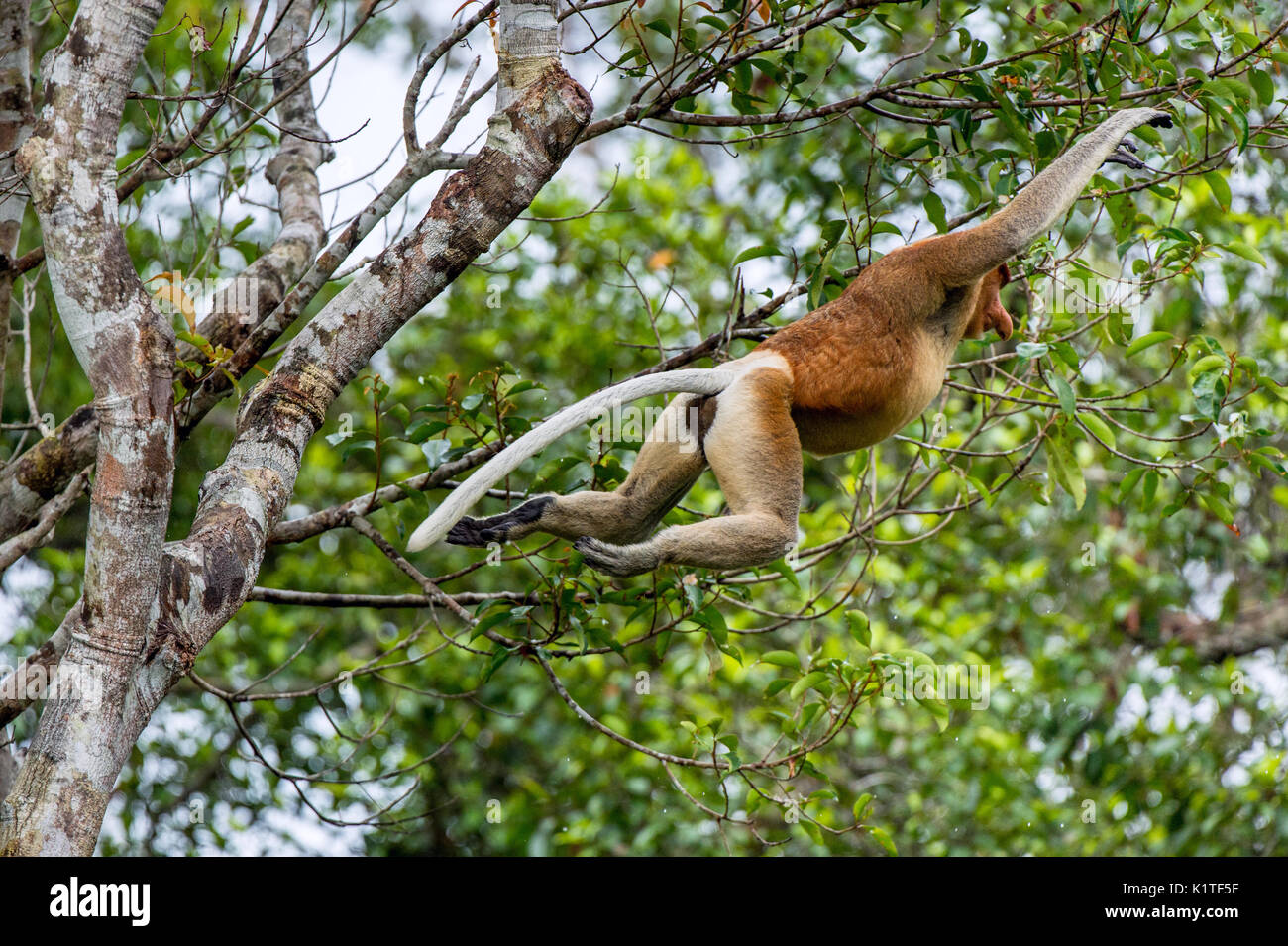 Proboscis Monkey jumping on a tree in the wild green rainforest on ...