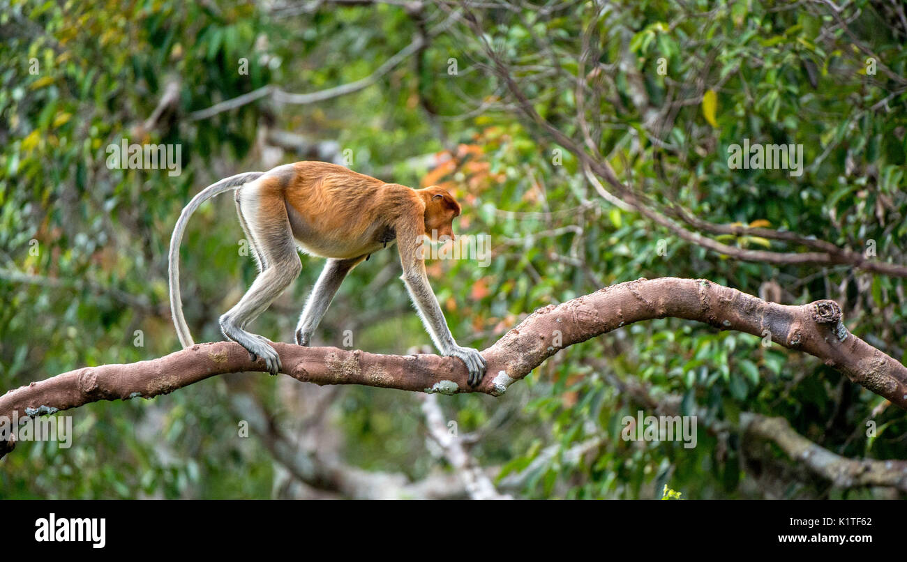 Proboscis Monkey on a tree in the wild green rainforest on Borneo ...