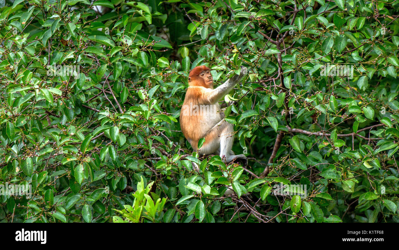 Proboscis Monkey on a tree in the wild green rainforest on Borneo ...