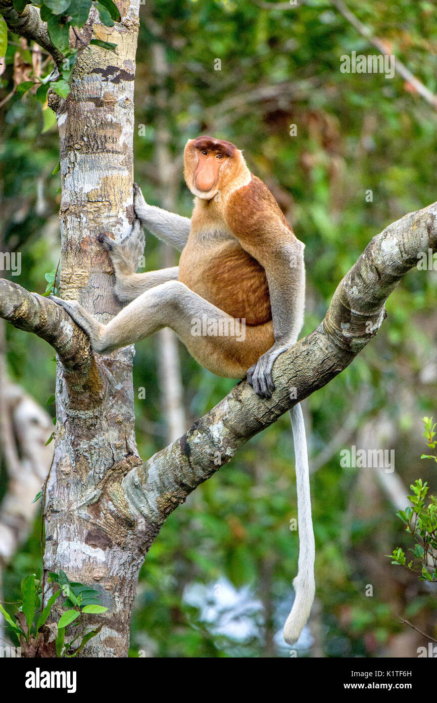 Male of Proboscis Monkey sitting on a tree in the wild green rainforest ...