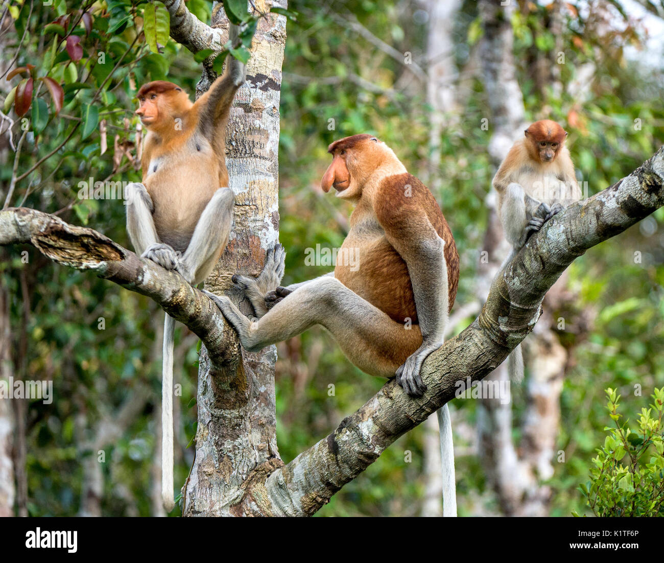 Family of Proboscis Monkeys sitting on a tree in the wild green ...