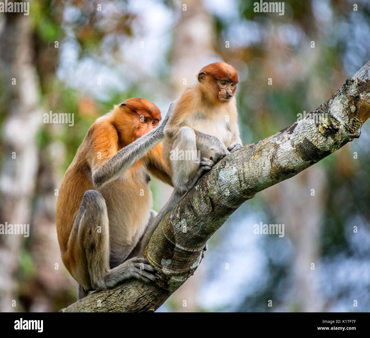 A female proboscis monkey (Nasalis larvatus) with a cub in a natural ...