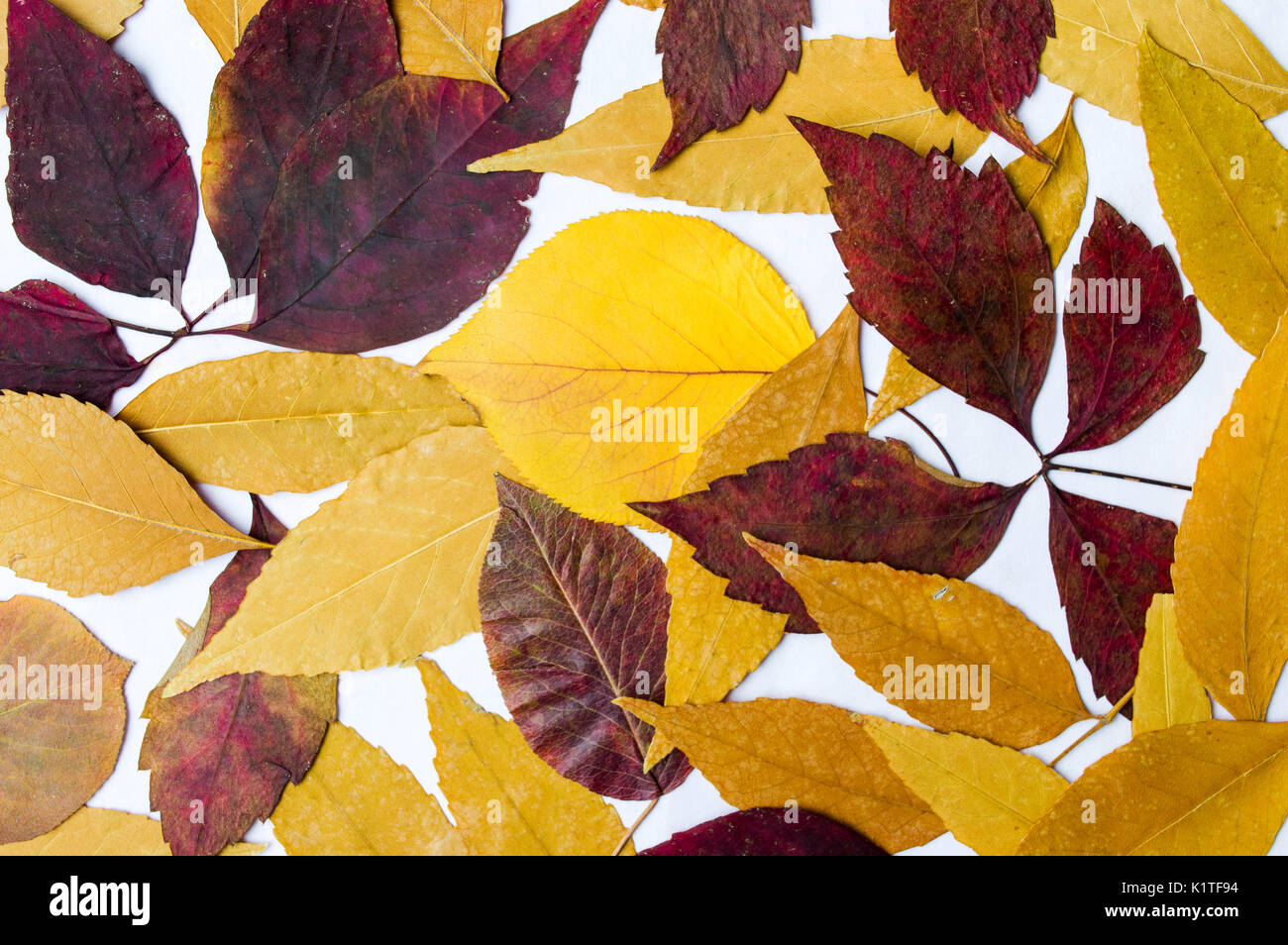 Bunch of colorful autumn leaves on white background Stock Photo - Alamy