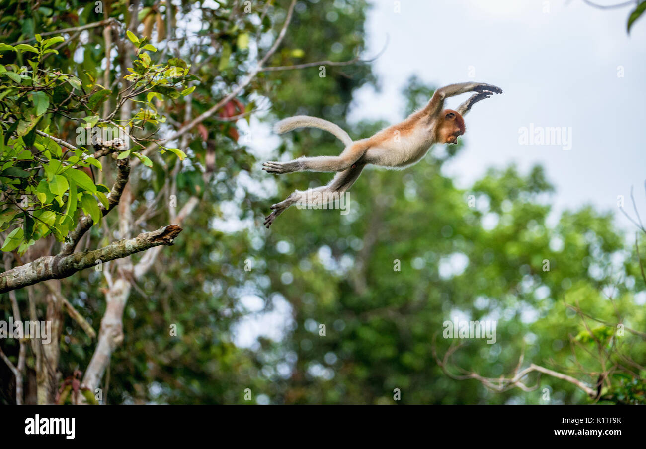 Proboscis Monkey jumping on a tree in the wild green rainforest on ...
