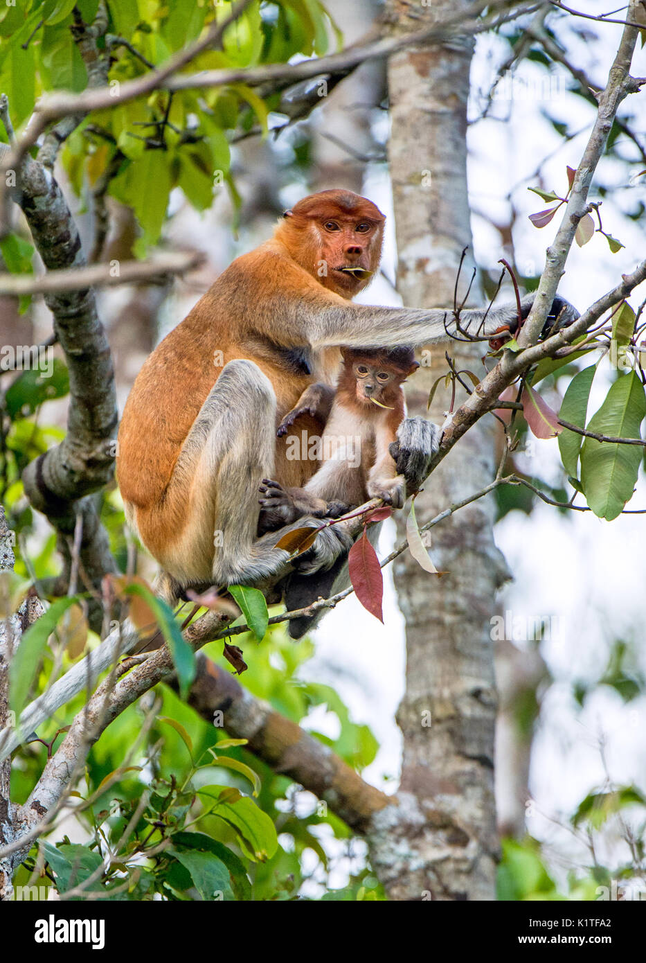 A female proboscis monkey (Nasalis larvatus) with a cub in a natural ...