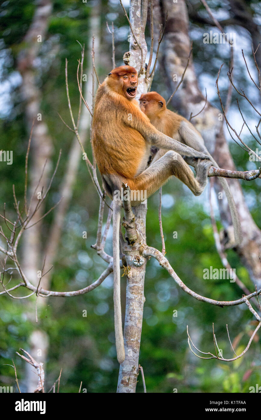 A female proboscis monkey (Nasalis larvatus) with a cub in a natural ...