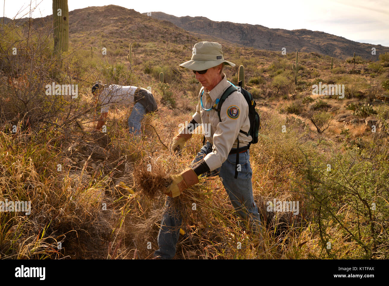 Volunteers remove buffelgrass, a non-native, invasive species, from ...