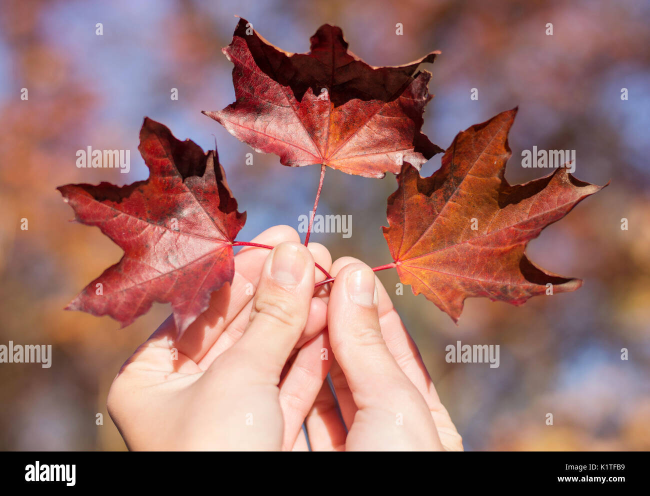 Red autumn leaves in womans hand. Fall season Stock Photo - Alamy
