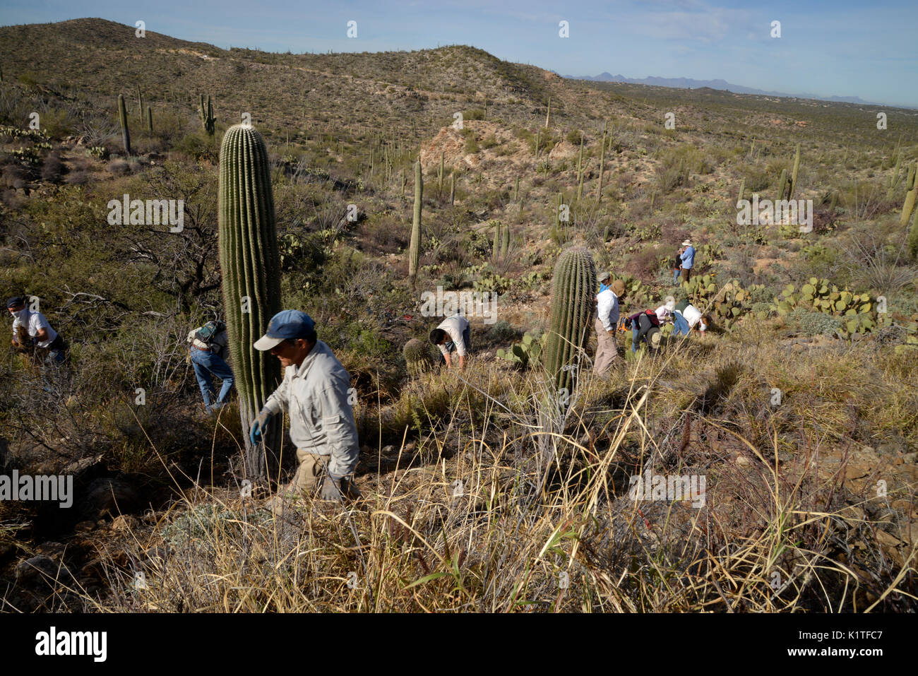 Volunteers remove buffelgrass, a non-native, invasive species, from ...