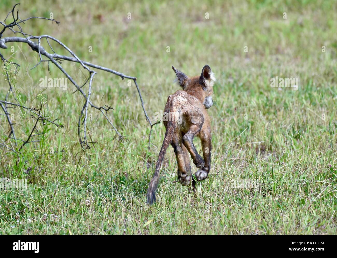 Sick and injured red fox (Vulpes vulpes Stock Photo - Alamy