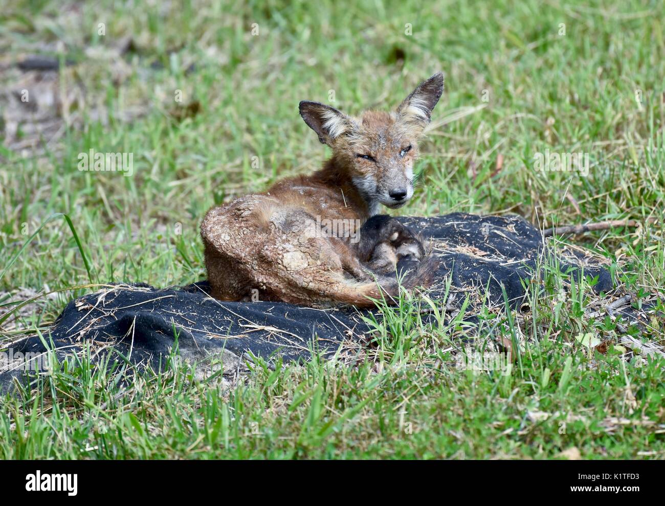 Sick fox hi-res stock photography and images - Alamy