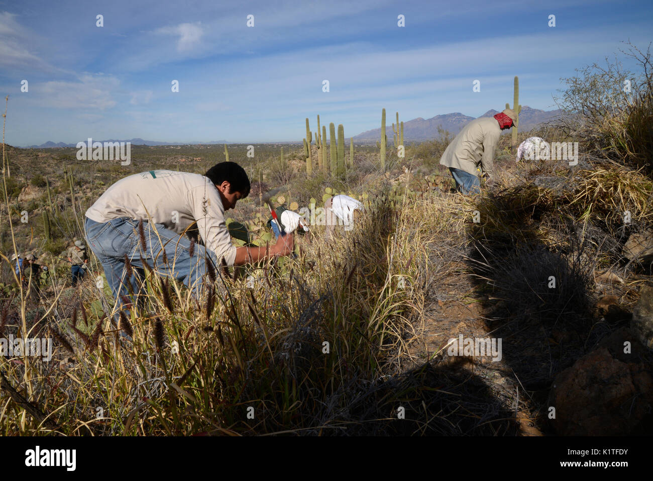 Volunteers remove buffelgrass, a non-native, invasive species, from ...