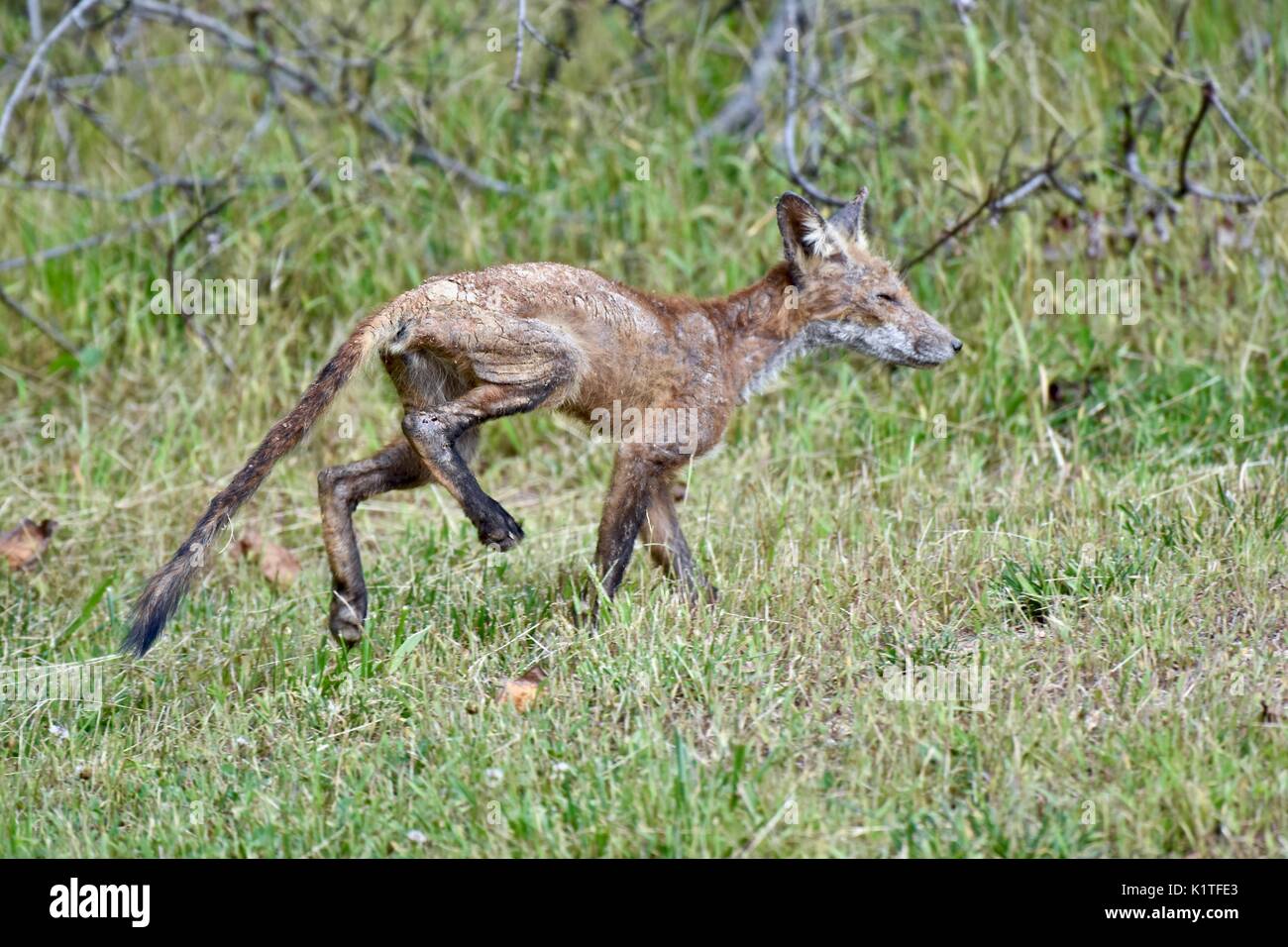 Sick fox hi-res stock photography and images - Alamy