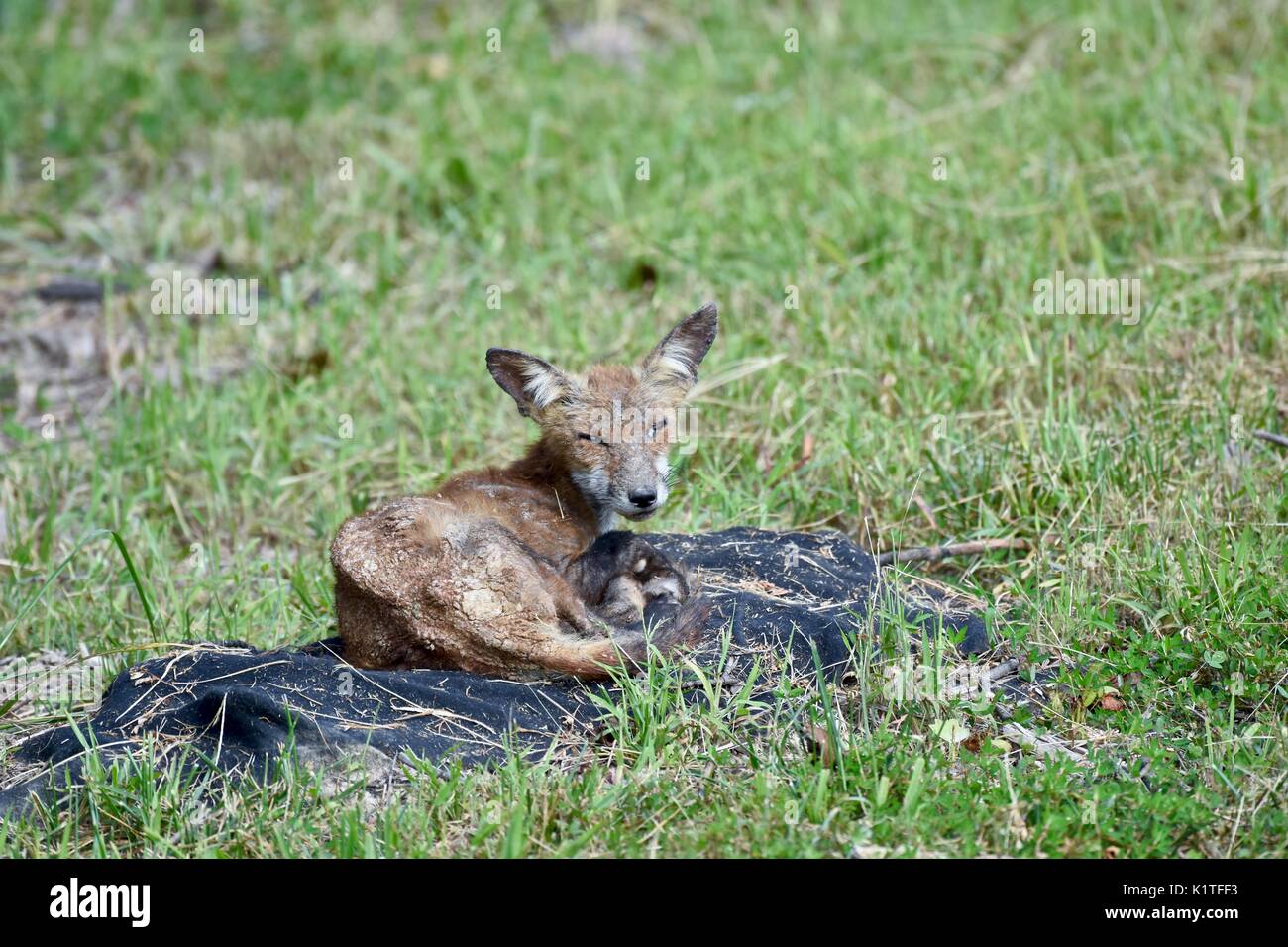 Sick and injured red fox (Vulpes vulpes Stock Photo - Alamy