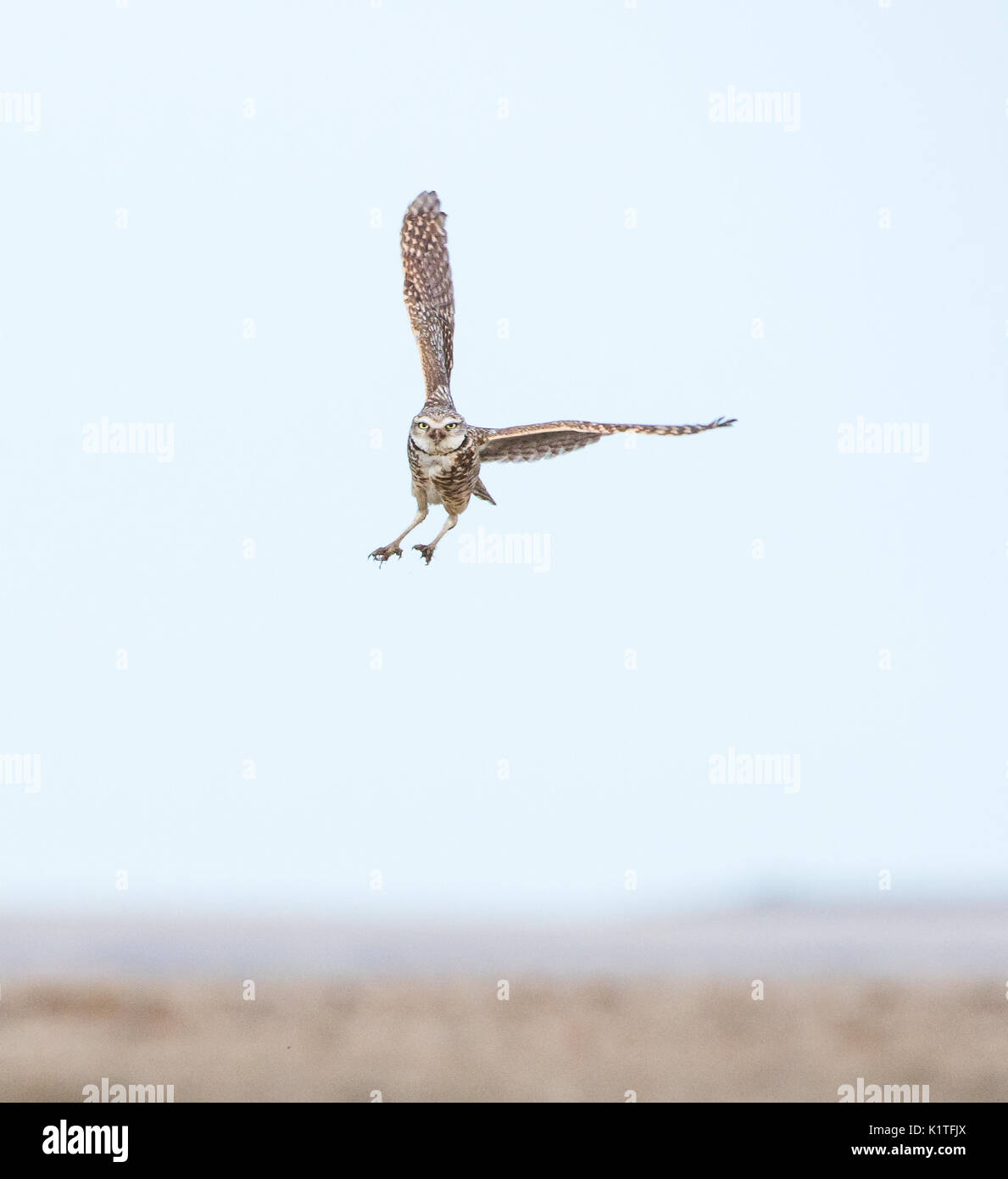 Burrowing owls flying hi-res stock photography and images - Alamy