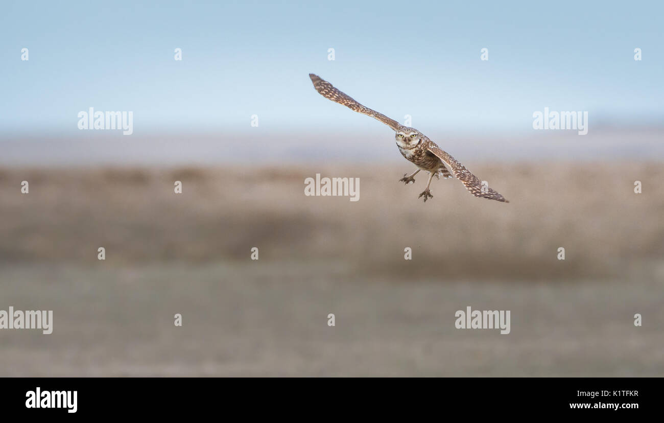 Burrowing owls flying hi-res stock photography and images - Alamy