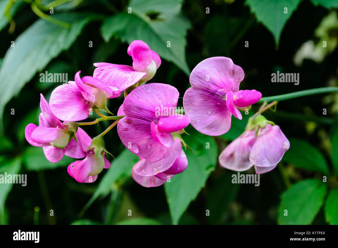 Summer pea hi-res stock photography and images - Alamy