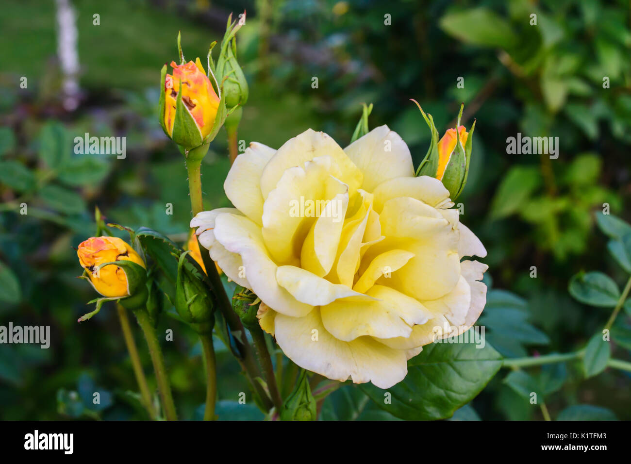 Poland rose garden hi-res stock photography and images - Alamy