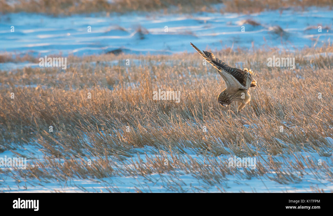 Short eared owl Stock Photo - Alamy