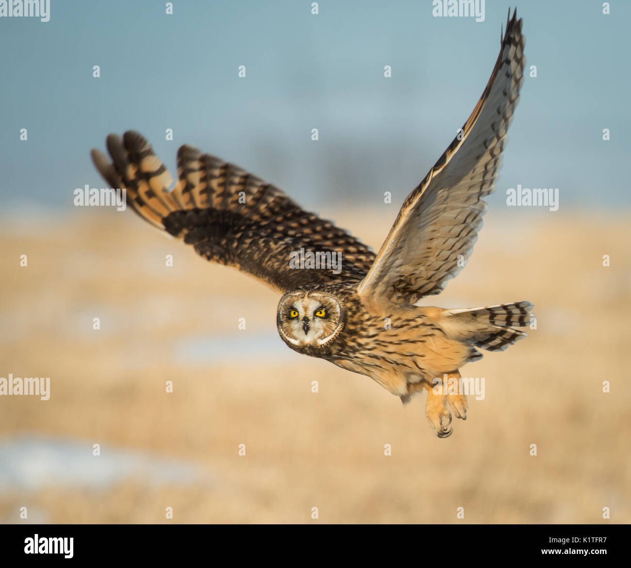 Short eared owl Stock Photo - Alamy