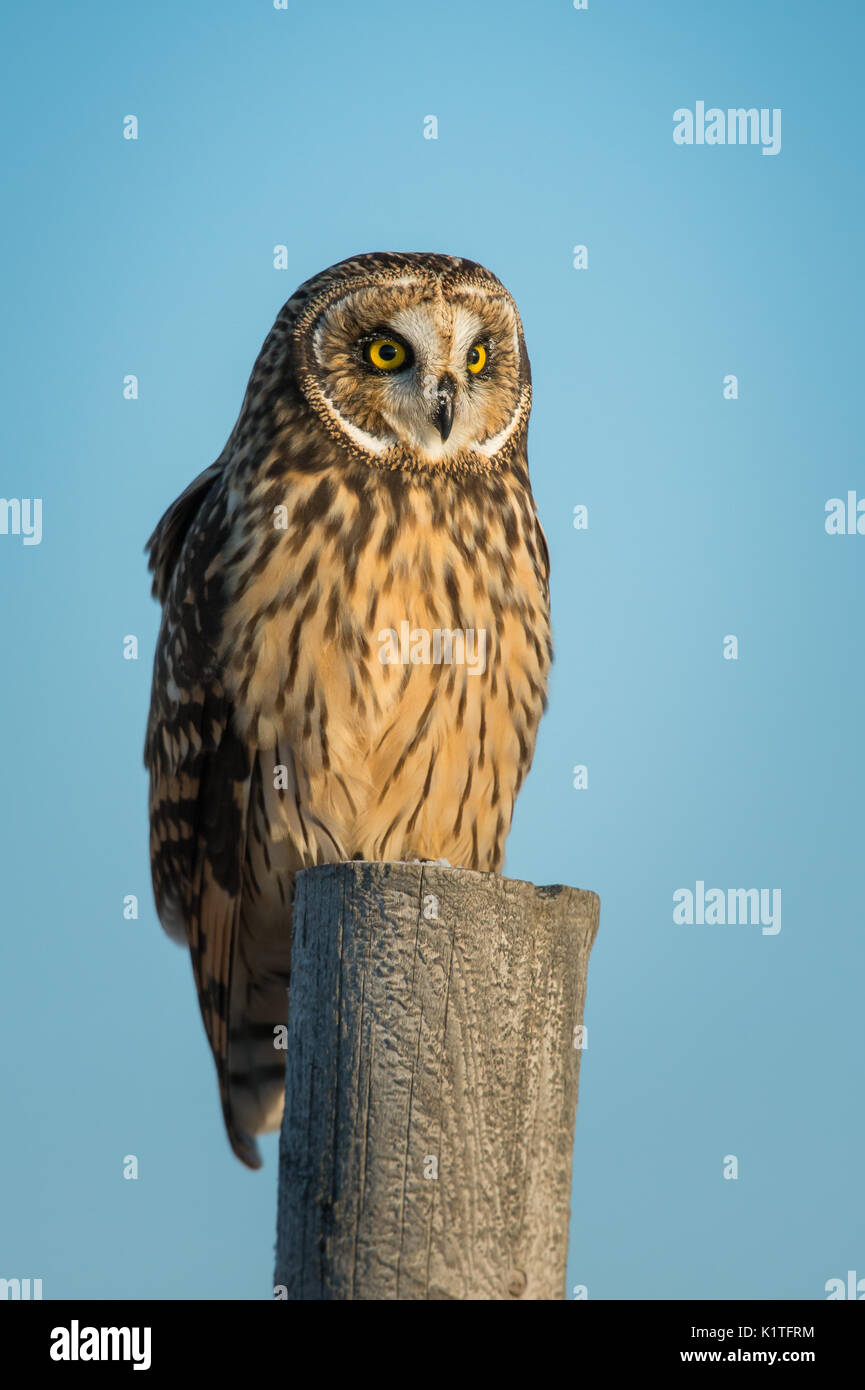 Short eared owl Stock Photo - Alamy