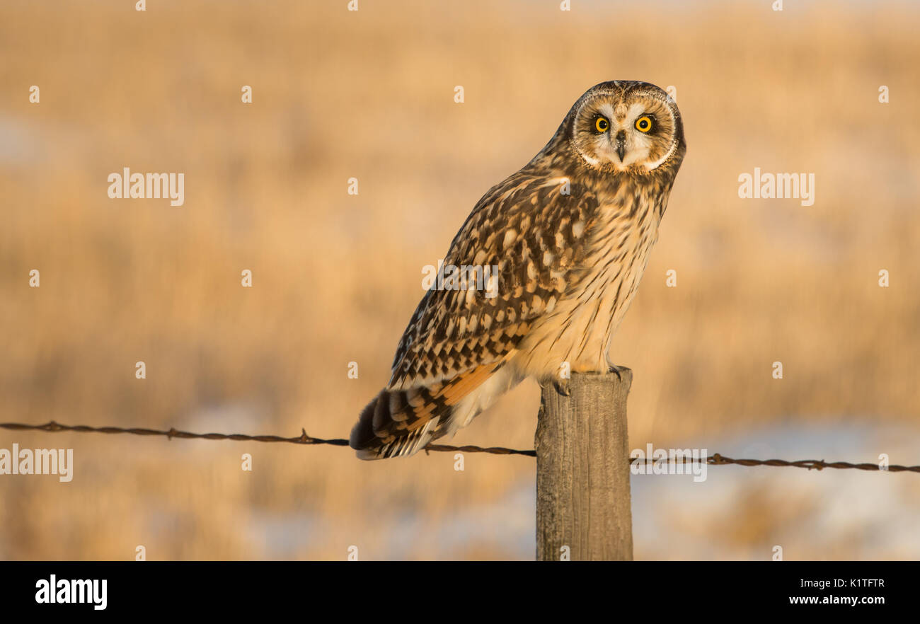 Short eared owl Stock Photo - Alamy