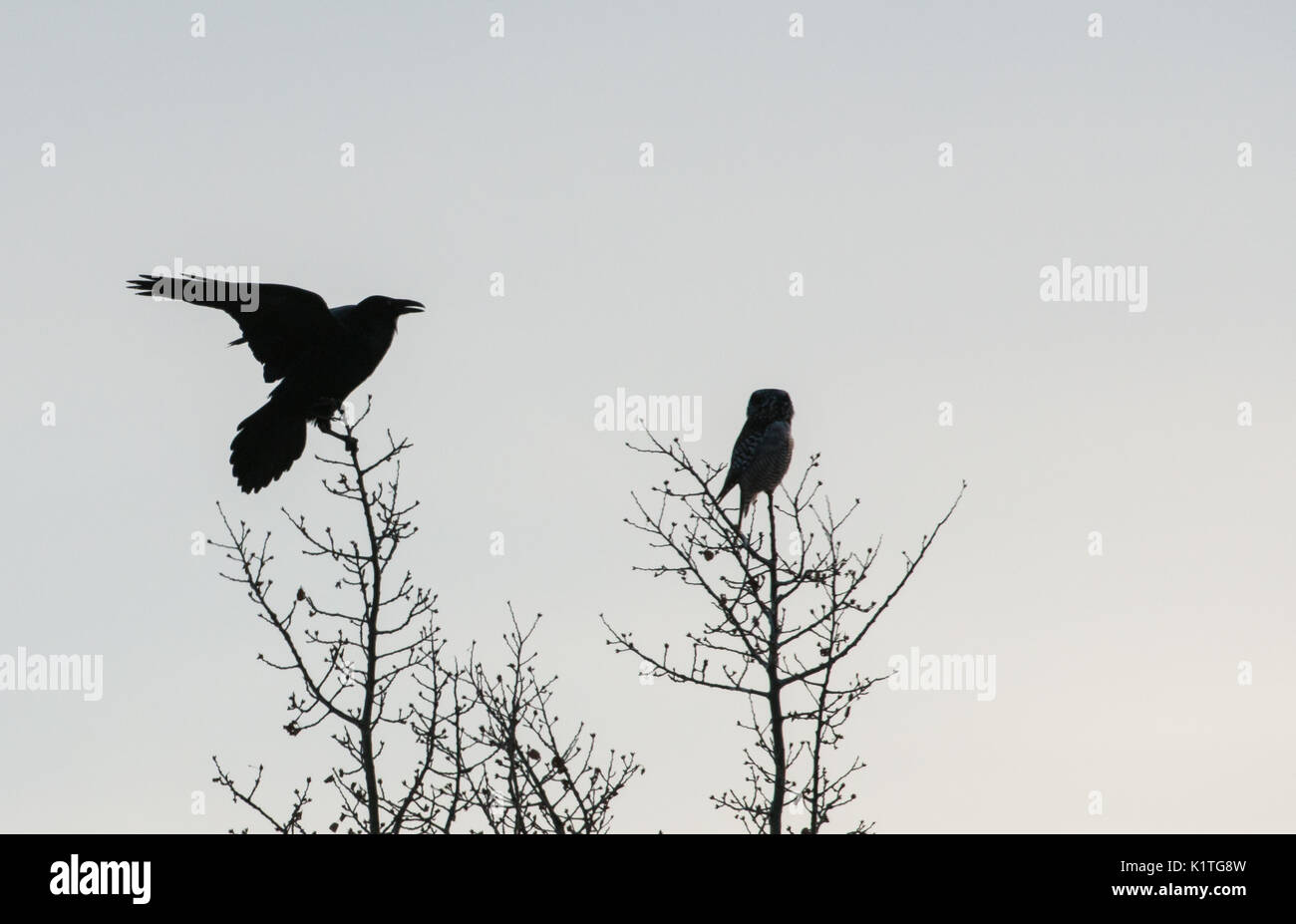 Great horned owl and raven Stock Photo - Alamy