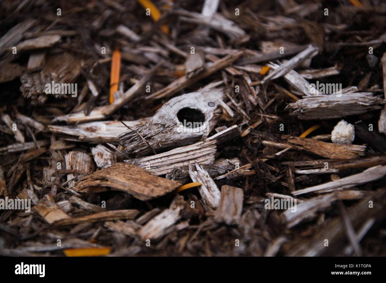 Chip log hi-res stock photography and images - Alamy