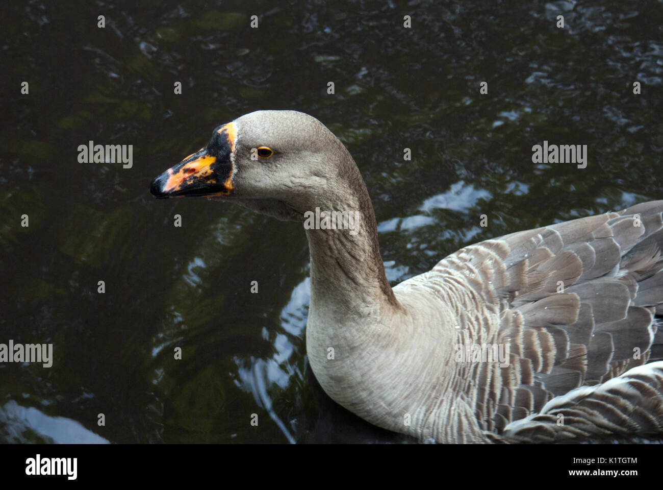 Chinese goose swimming hi-res stock photography and images - Alamy