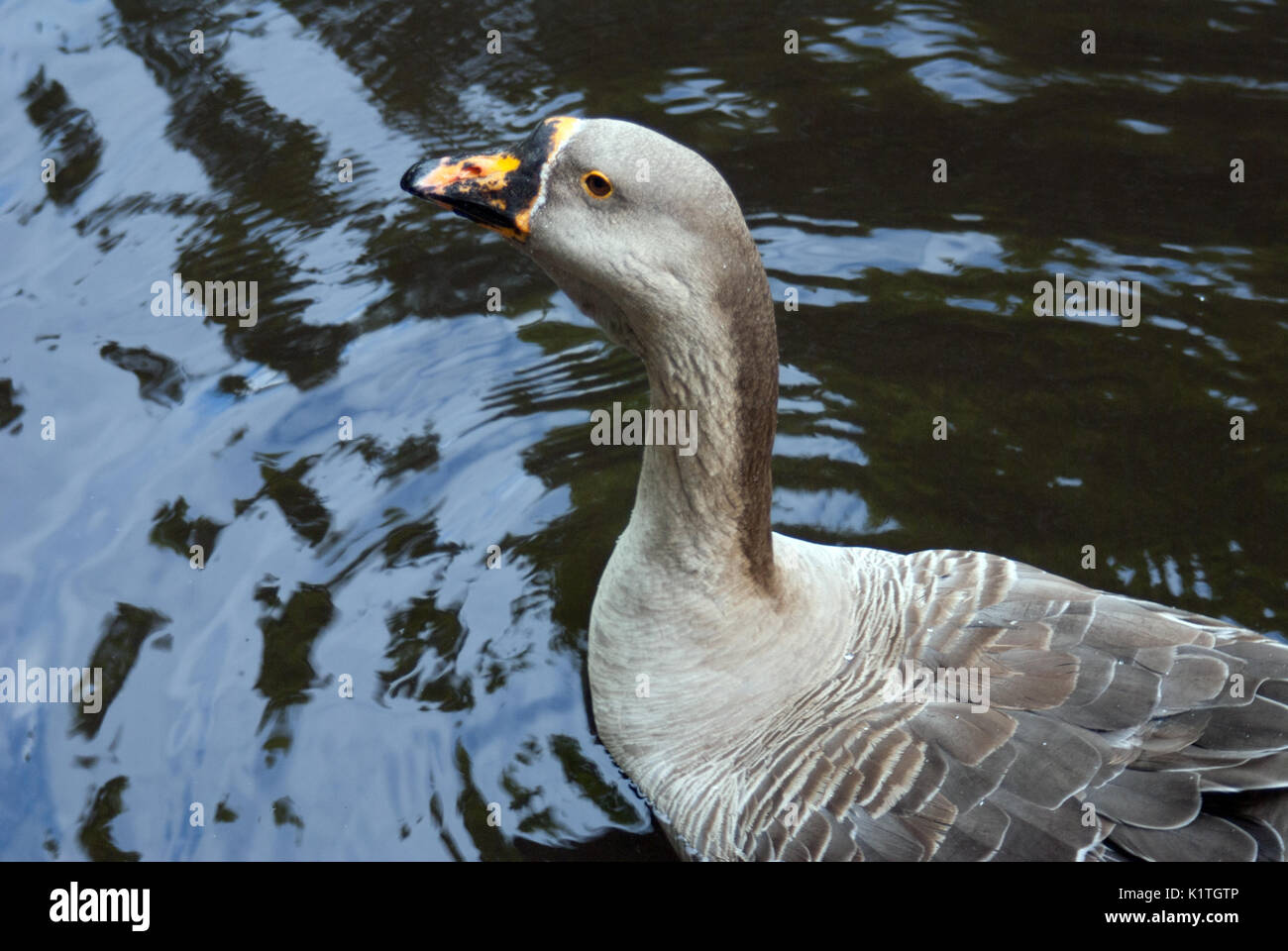 Chinese goose swimming hi-res stock photography and images - Alamy