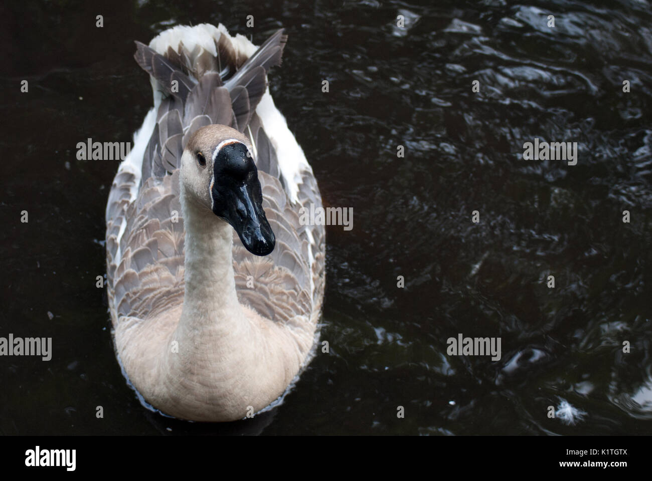 Chinese goose swimming hi-res stock photography and images - Alamy