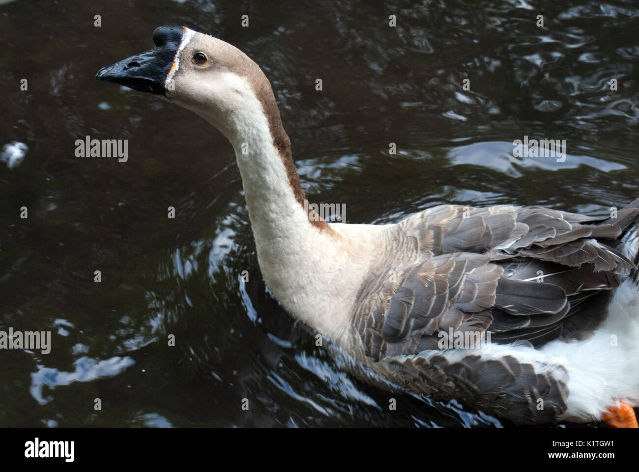 Chinese goose hi-res stock photography and images - Alamy