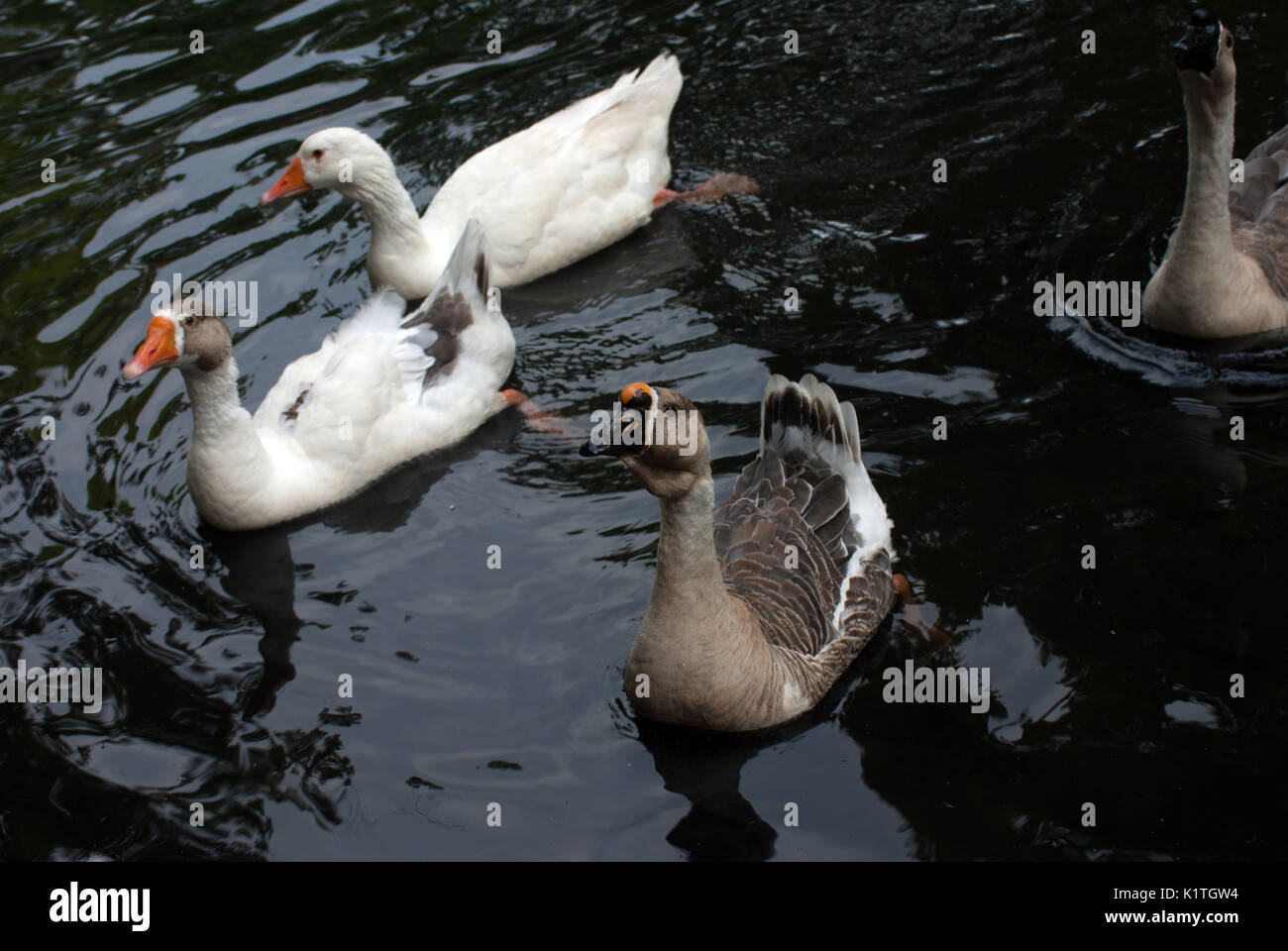 Brown Chinese Geese swimming in dark water Stock Photo - Alamy