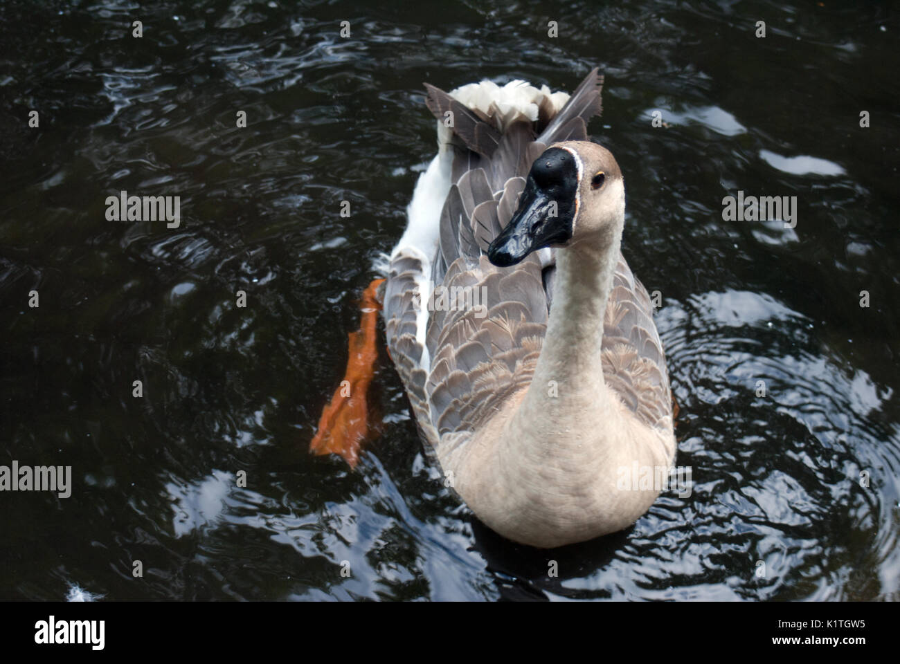 Brown Chinese Goose swimming in dark water Stock Photo - Alamy