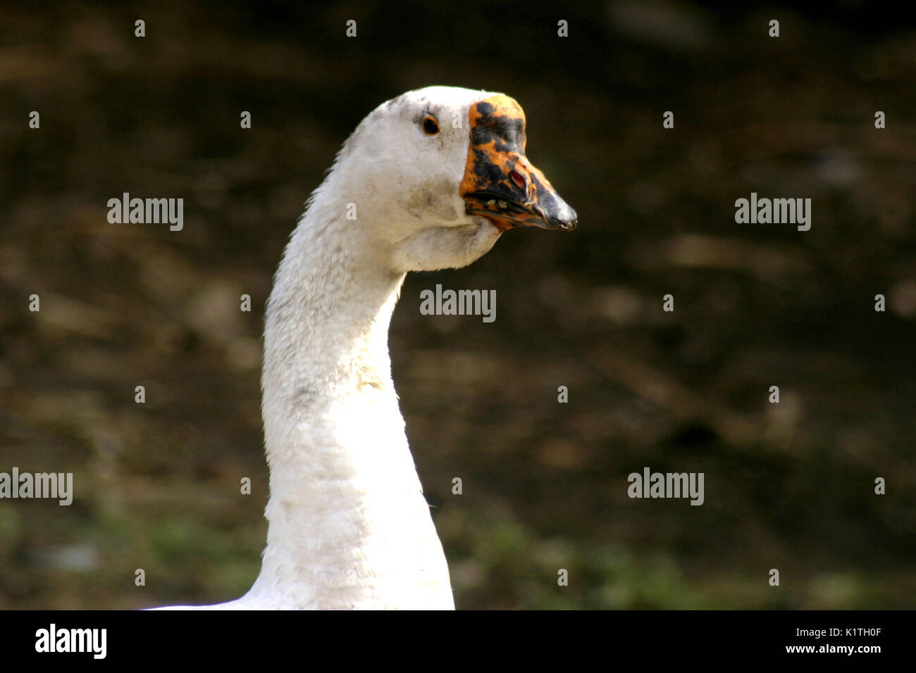 Domestic goose head hi-res stock photography and images - Alamy