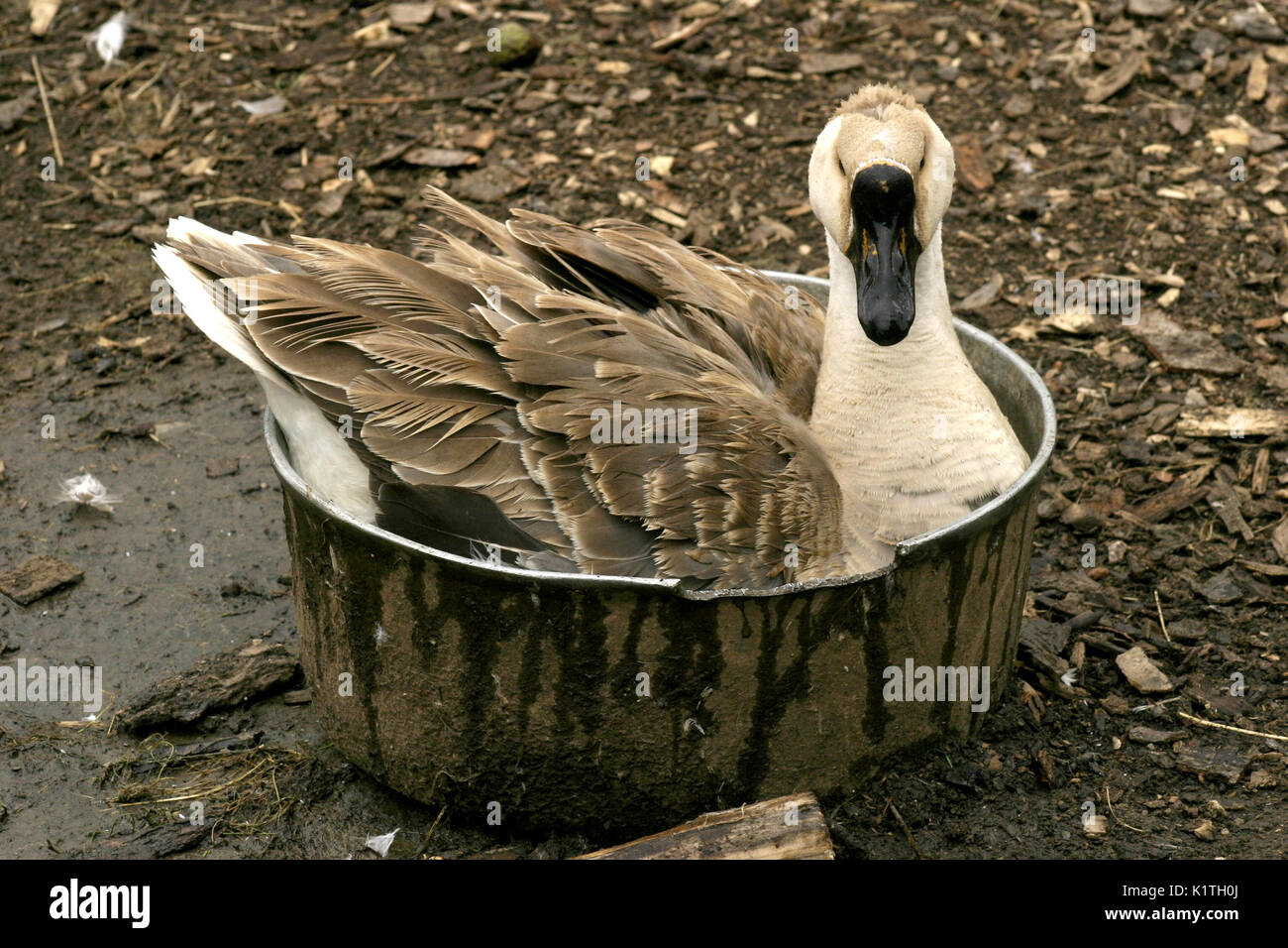 Domestic goose bathing in old pot in the yard Stock Photo - Alamy