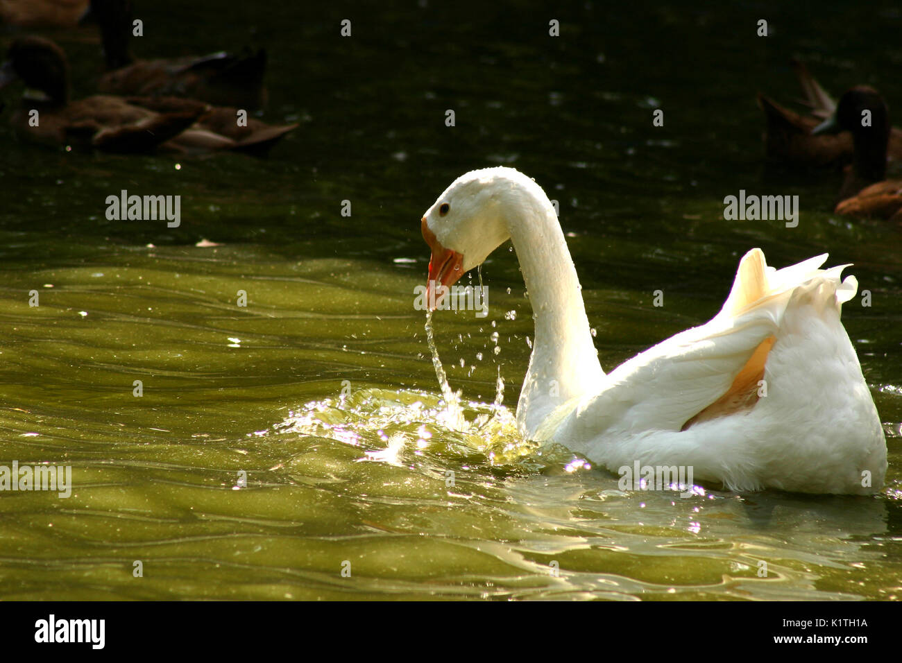 Geese anserini with their young animals hi-res stock photography and ...