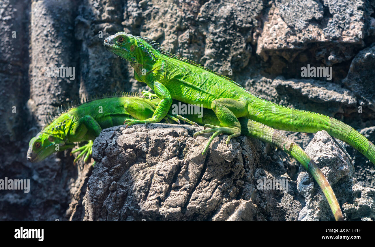 Lizard families together is looking to the future so cute when watching ...