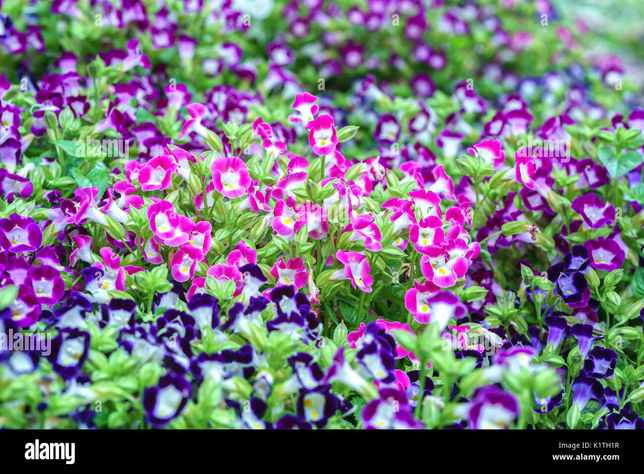 Pensee flower garden blooming in the sun beautiful morning Stock Photo ...