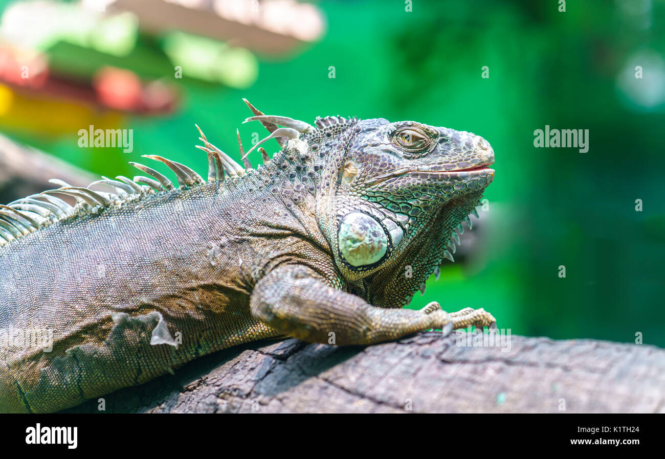 Green iguana full body hi-res stock photography and images - Alamy