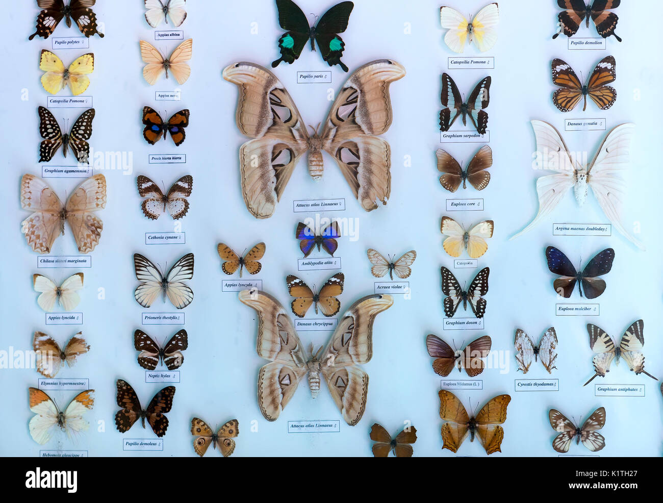 The butterfly collection in the nature reserve includes many ...