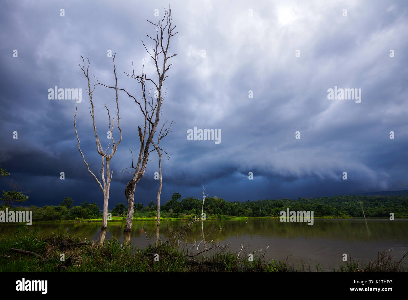 Raining in forest hi-res stock photography and images - Alamy