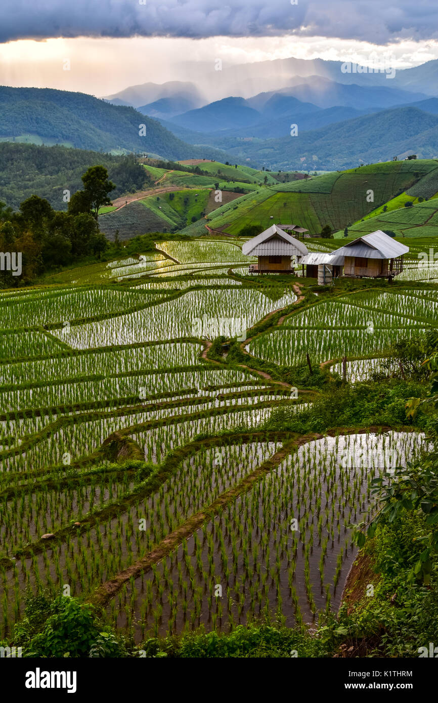 Stepping rice farm in Pa Pong Piang village, Maechaem, Chiangmai ...