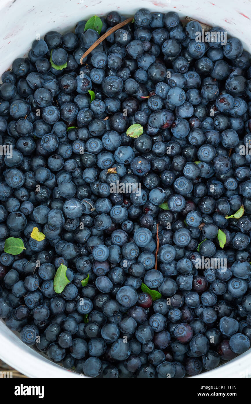 Berry blueberry in a bucket close-up isolate Stock Photo - Alamy